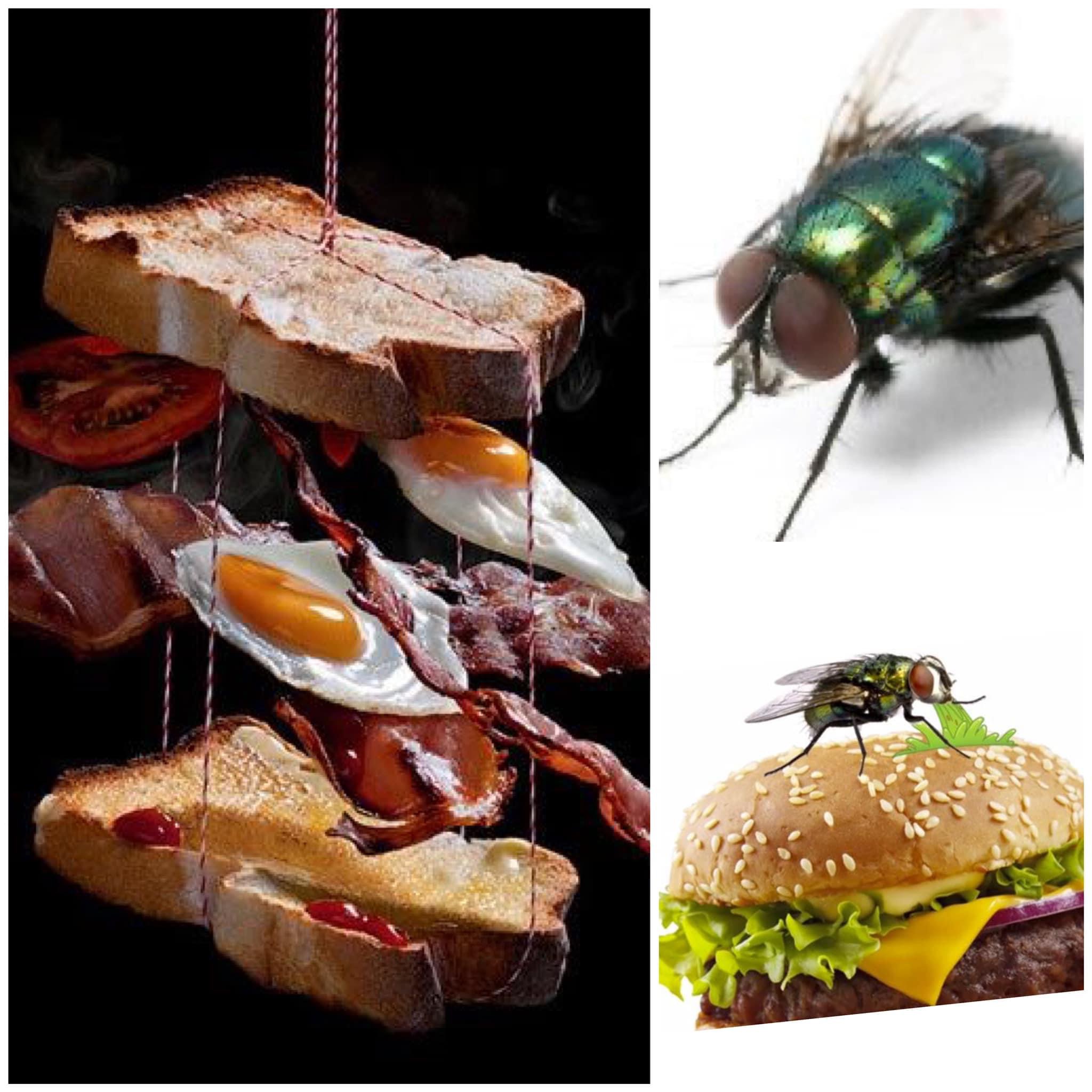 GG PEST CONTROL SURINAME – De beste in het bestrijden van ongedierte en ...